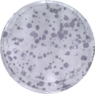 Ubri-Amrita™ iPSC重编程 RNA-LNP试剂盒 Version 2.0价格_品牌:uBriGene-丁香通