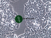 NCI-H358、H-358、H358人非小细胞肺癌细胞【已通过STR鉴定】-公司新闻-上海酶研生物科技有限公司