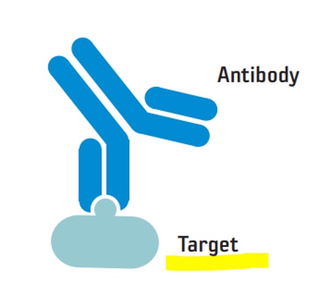 Antibody reactivity to recombinant protein,does not validate antibody ...