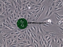 U2OS；U2-OS；U-2OS；人骨肉瘤细胞【已通过STR鉴定】-公司新闻-上海酶研生物科技有限公司