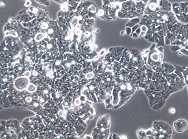 HT-29-MTX-E12;甲氨蝶呤诱导HT29细胞分化为成熟杯状细胞【已通过STR鉴定】-技术资料-上海酶研生物科技有限公司