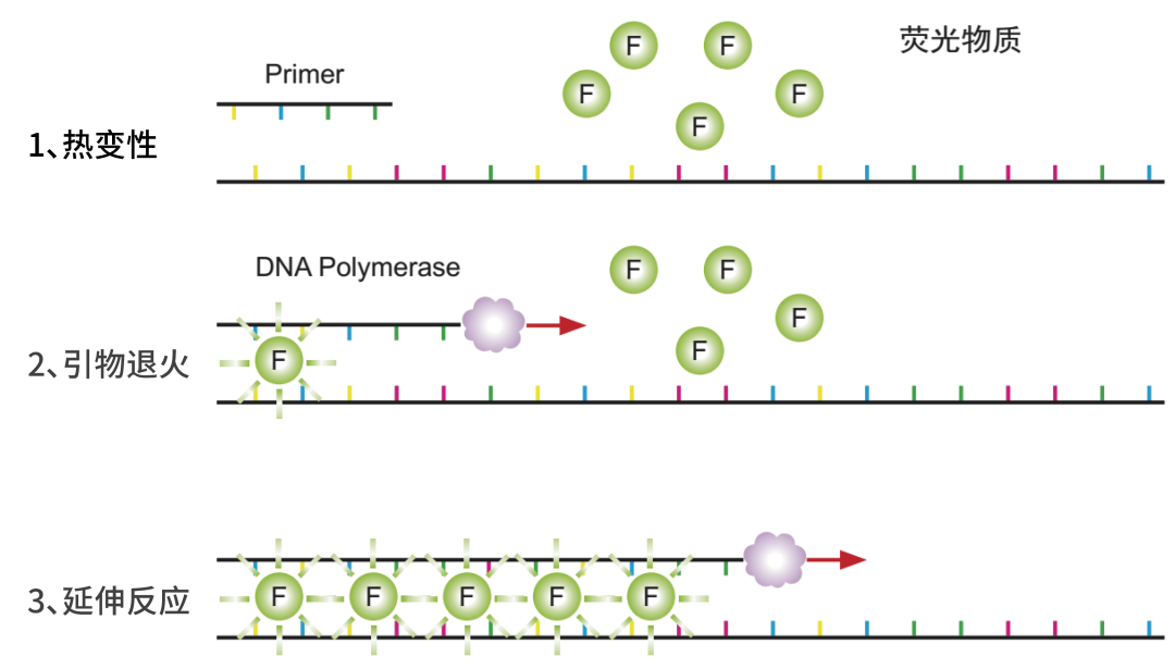 分子生物学核心技术：荧光定量PCR (qPCR) 详解与高频问题解析-公司新闻-上海代轩生物科技有限公司