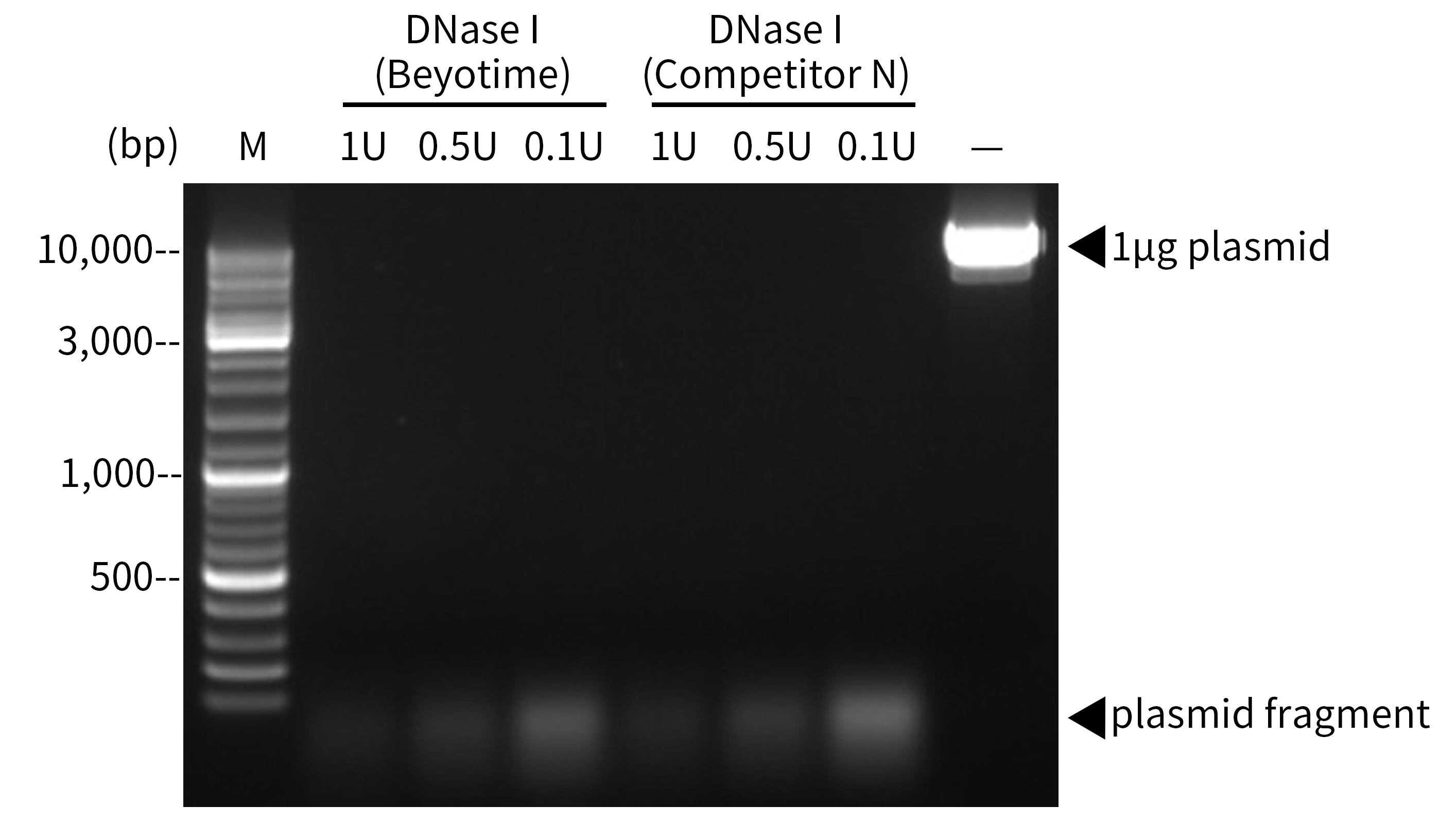 Recombinant DNase I (RNase-free)价格_品牌:碧云天（beyotime）-丁香通