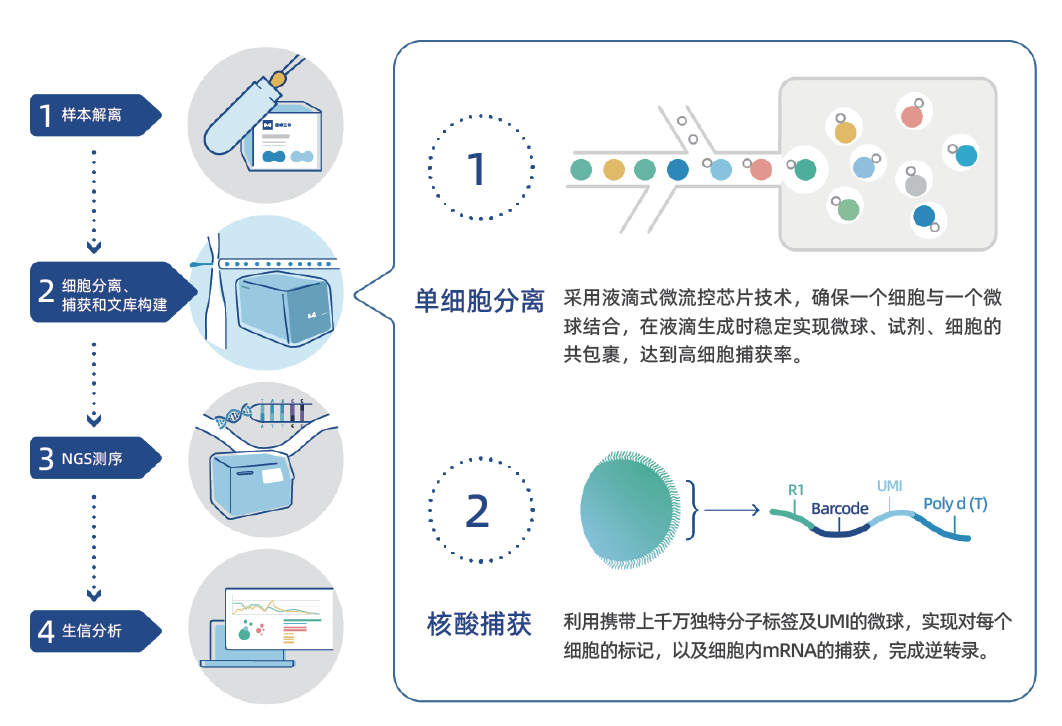 墨卓MobiNova®-100 | 高性价比国产单细胞测序，助力科研创新与临床突破-公司新闻-和元生物技术（上海）股份有限公司