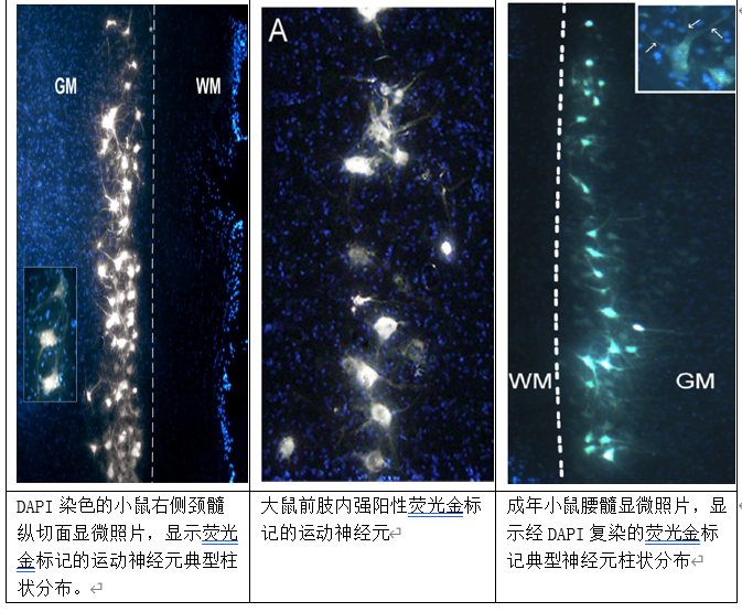 Fluorochrome神经逆行示踪金标准-荧光金（Fluoro-Gold）-公司新闻-北京博蕾德生物科技有限公司