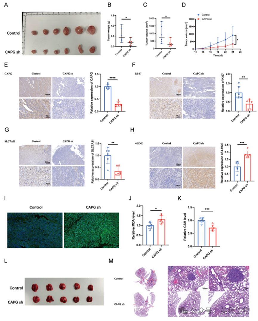 肝癌治疗新策略：靶向CAPG，通过促进铁死亡克服索拉非尼耐药