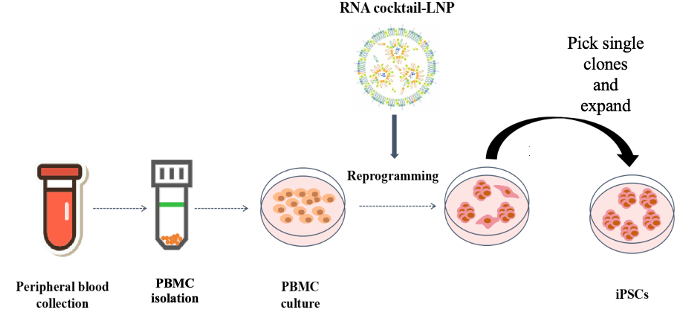 Nature/Science 齐发：PBMC 重编程高效安全递送机制获突破，iPSC 临床转化不断提速！ - 企业动态 - 丁香通