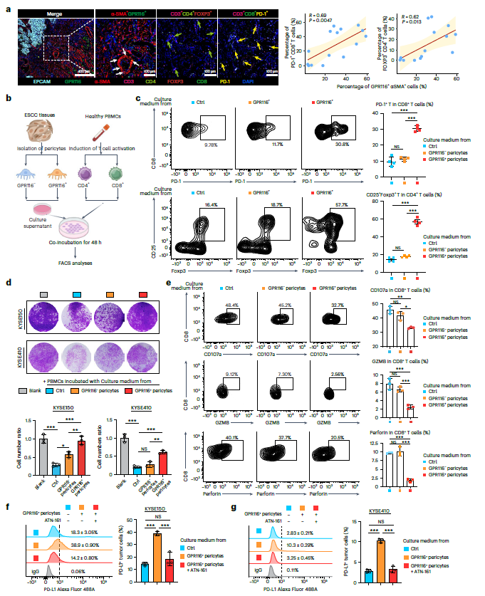 Nature genetics| ESCC GPR116+周细胞通过PRRX1-EGFL6-整合素β1-NF-kB轴调控肿瘤转移-公司新闻-和 ...