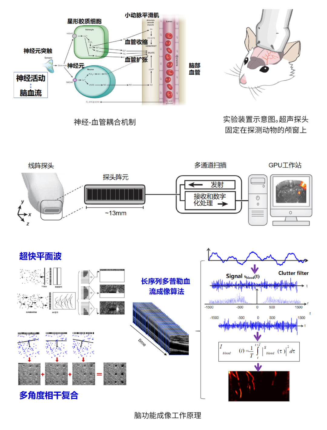 脑功能成像新利器：fus超声技术实时解码全脑活动，赋能神经疾病与脑机接口研究 公司新闻 上海玉研科学仪器有限公司 9459