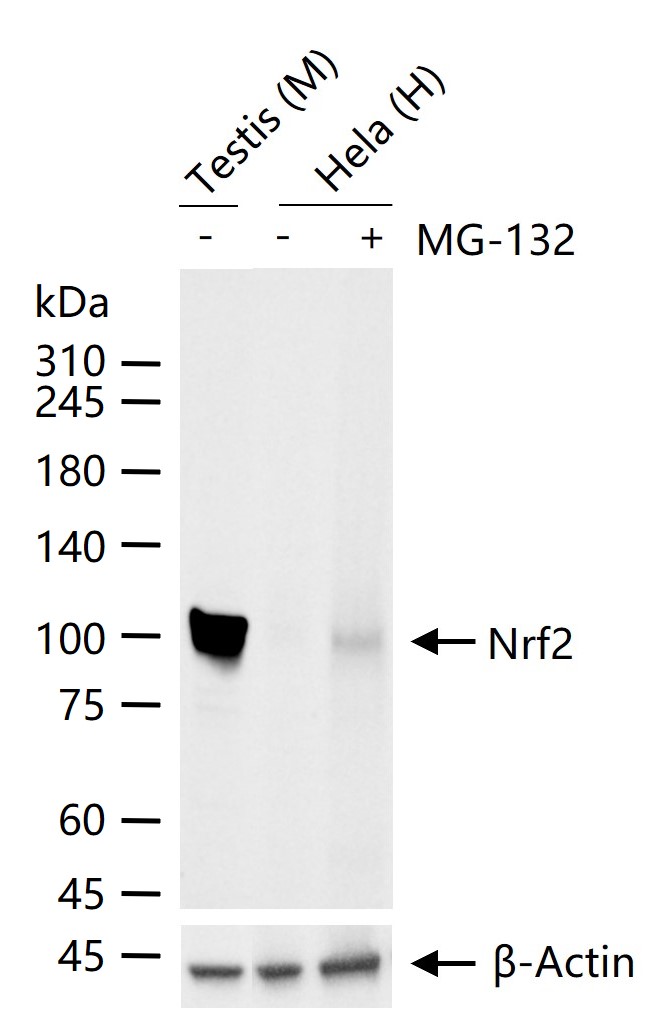 Nrf2 Rabbit pAb(bs-1074R)-50ul/100ul/200ul价格_品牌:Bioss-丁香通