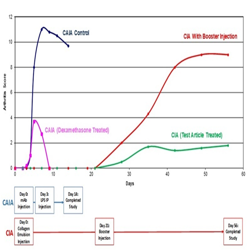 Chondrex-Arthrogen-CIA：致关节炎单克隆抗体5-克隆混合物试剂盒正在促销 - 企业动态 - 丁香通