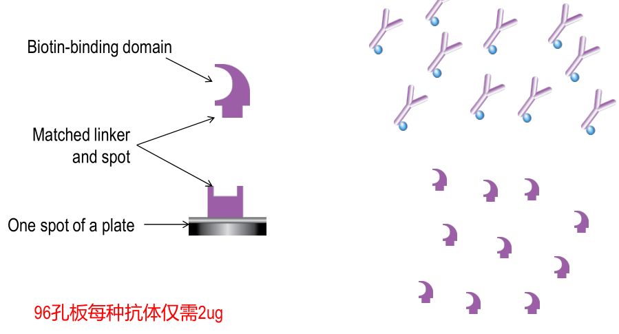 免疫分析——MSD电化学发光技术 - 企业动态 - 丁香通