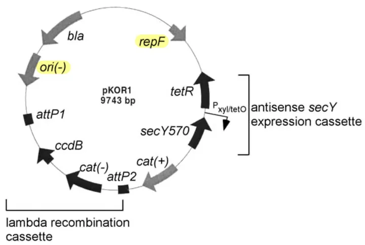 质粒元件拆解——复制起点解读 - 企业动态 - 丁香通