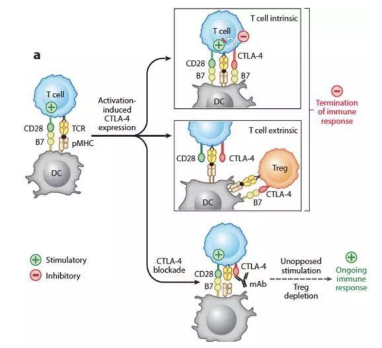 BioXcell特色产品推荐66： 免疫检查点靶点之CTLA-4-公司新闻-上海优宁维生物科技股份有限公司