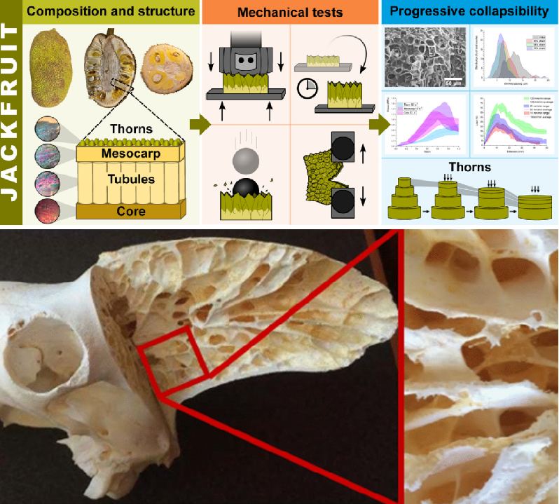 【期刊推荐】Acta Biomaterialia 详解：从材料结构到生物功能 - 企业动态 - 丁香通
