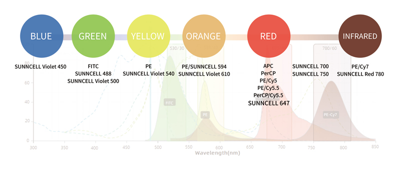 PE Anti-Mouse Ly6G/Ly6C (Gr-1) Antibody(RB6-8C5)价格_品牌:尚恩生物/SUNNCELL-丁香通
