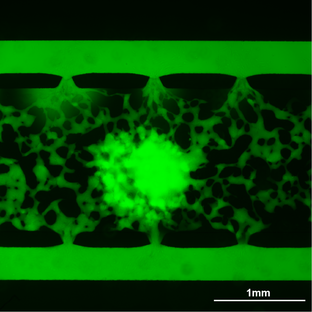 重磅！FDA 首批无动物实验 IND，血管化类器官芯片开启研发新赛道-公司新闻-上海生物芯片有限公司