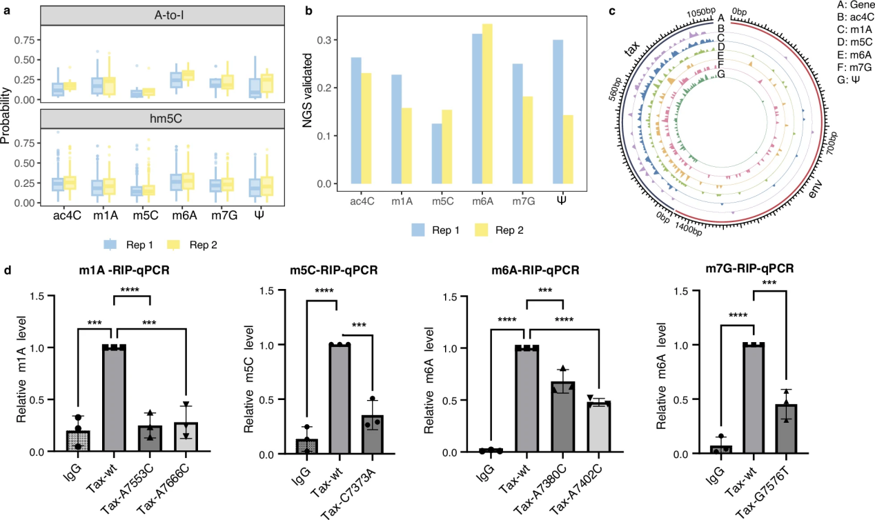 Nat Commun（15.7）|康测科技多种NGS RNA修饰组学助力开发Nanopore DRS测序的修饰位点检测模型-公司新闻-武汉康测科技有限公司