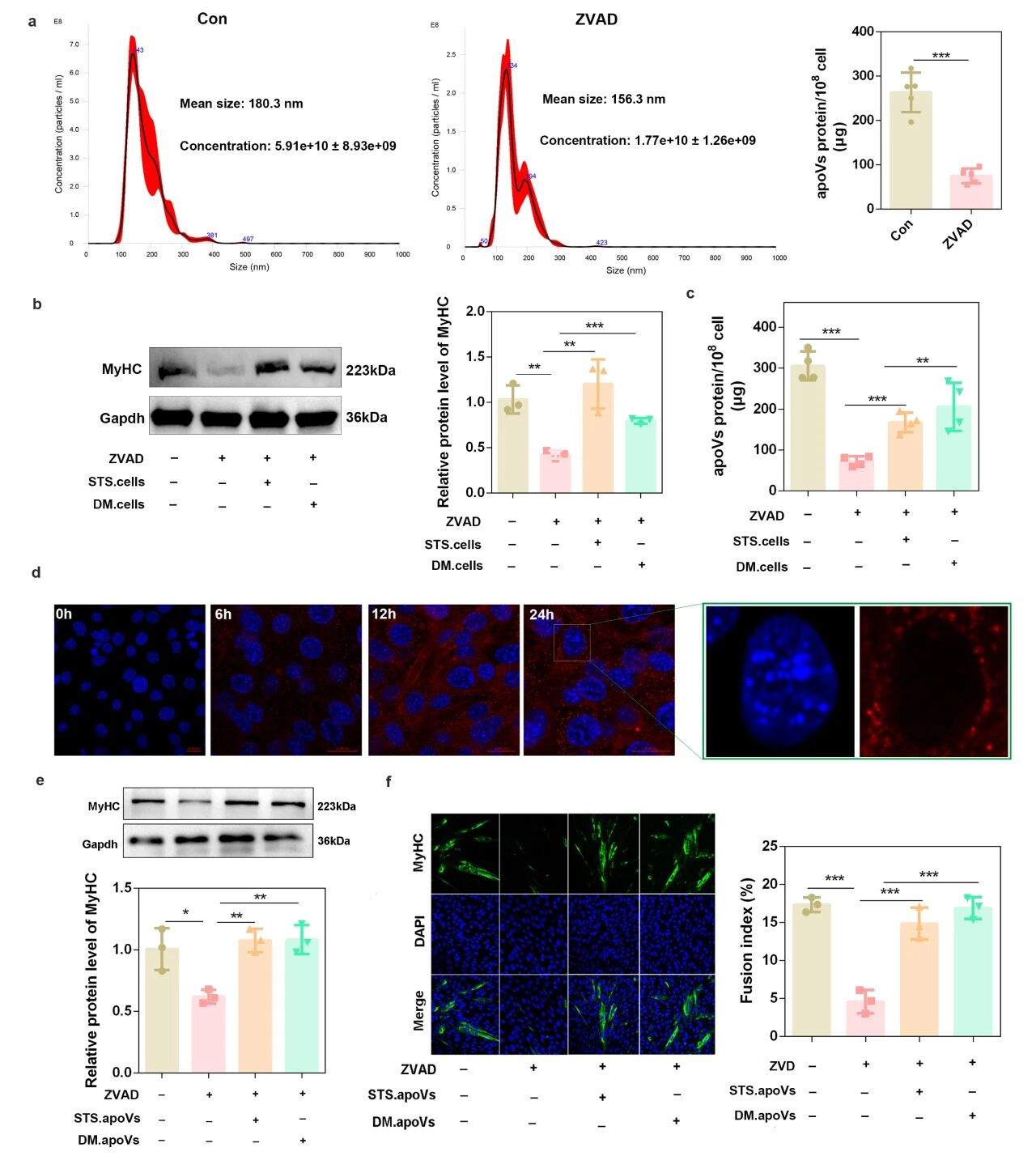 J Cachexia Sarcopenia Muscle项目文章 | 变废为宝！扬州大学包文斌教授团队解析凋亡细胞促骨骼肌发育新机制-公司新闻 ...