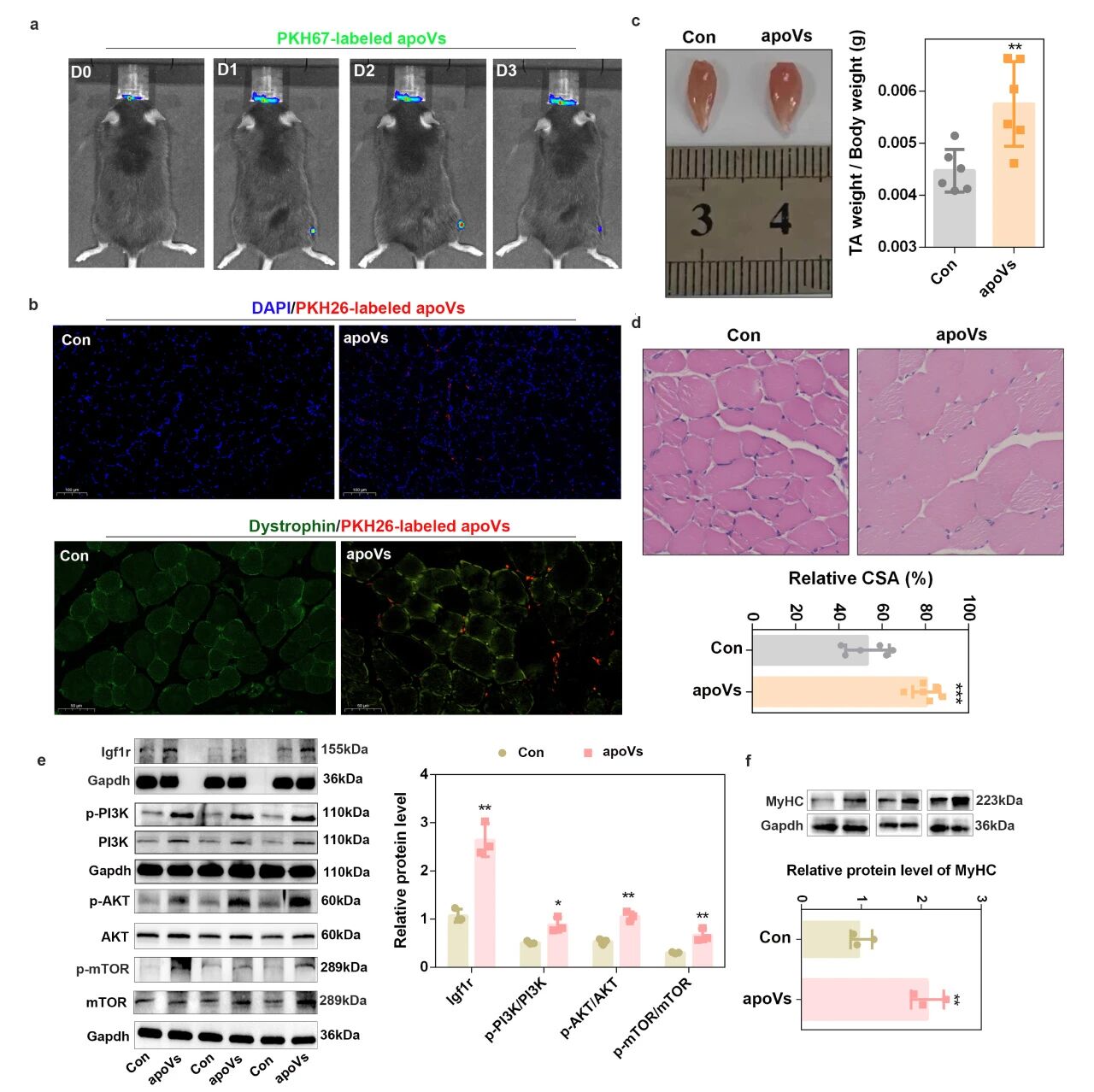 J Cachexia Sarcopenia Muscle项目文章 | 变废为宝！扬州大学包文斌教授团队解析凋亡细胞促骨骼肌发育新机制-公司新闻 ...