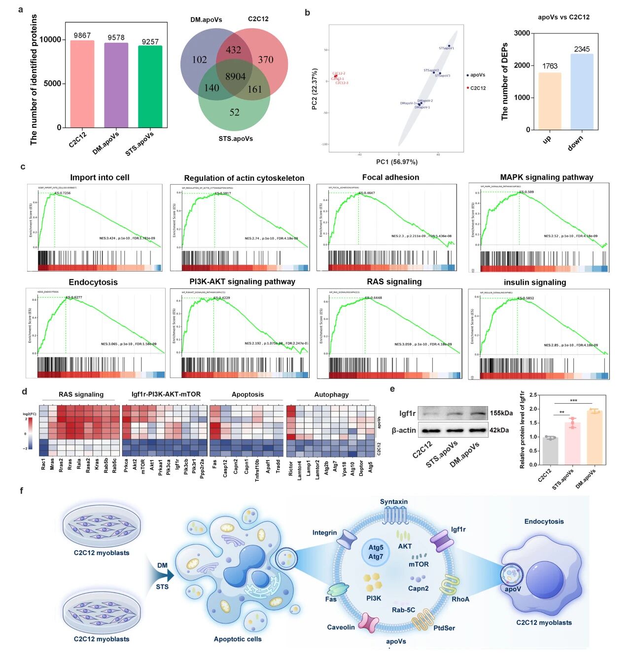 J Cachexia Sarcopenia Muscle项目文章 | 变废为宝！扬州大学包文斌教授团队解析凋亡细胞促骨骼肌发育新机制 - 企业 ...