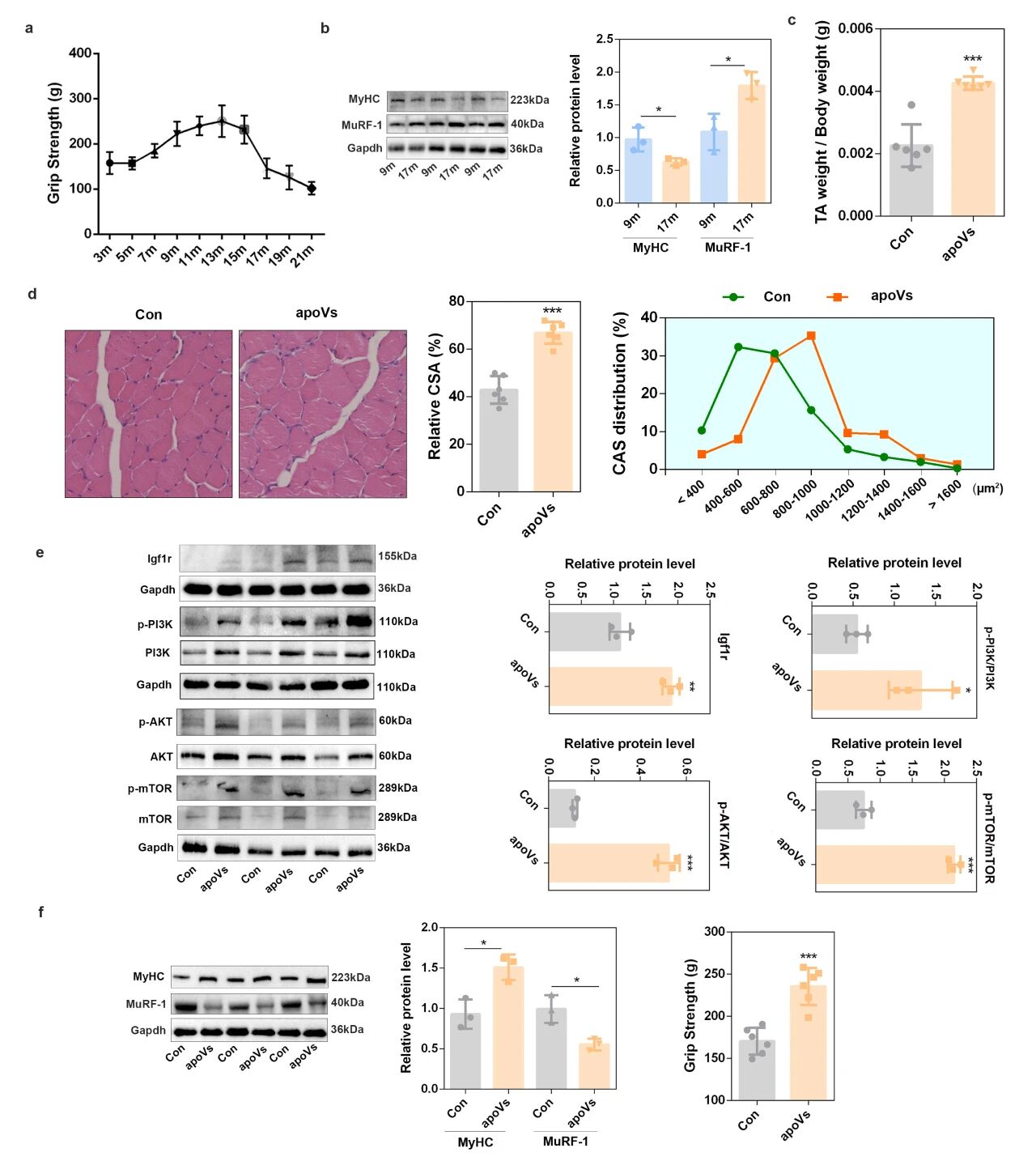 J Cachexia Sarcopenia Muscle项目文章 | 变废为宝！扬州大学包文斌教授团队解析凋亡细胞促骨骼肌发育新机制-公司新闻 ...