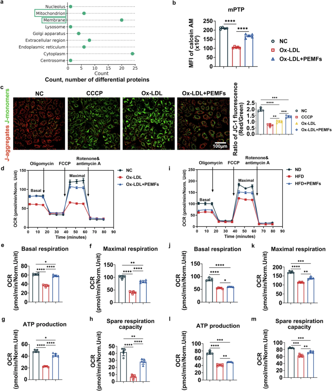 STTT | 四川大学华西医院魏全/付琛颖揭示脉冲电磁场通过调节膜张力从而抑制细胞焦亡和动脉粥样硬化斑块形成的机制 - 企业动态 - 丁香通