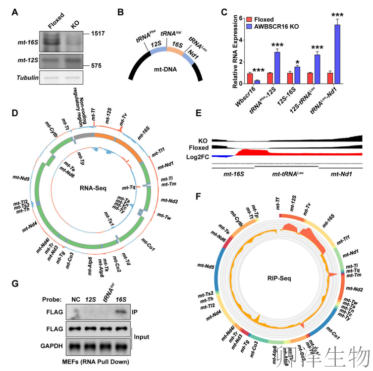 【线粒体“调度员”】 | ：调控脂肪燃烧的关键蛋白 - 企业动态 - 丁香通