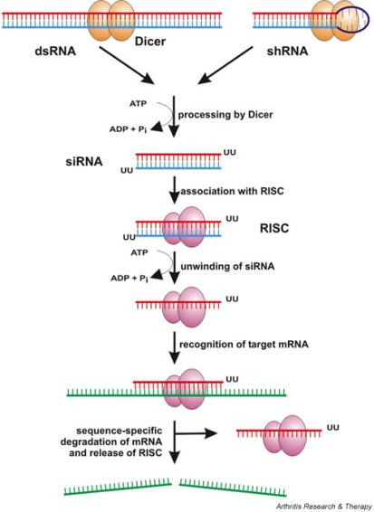 siRNA与shRNA：告别“RNA雾水”，一篇搞定！-公司新闻-北京百奥思科生物医学技术有限公司