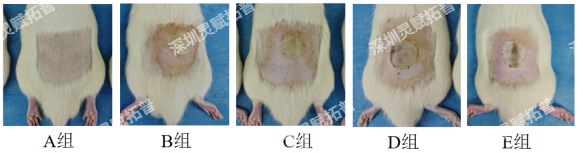 烫伤研究的 “黄金模型”：SPF级SD大鼠烫伤建模全攻略，从构建到验证一目了然！-公司新闻-深圳灵赋拓普生物科技有限公司