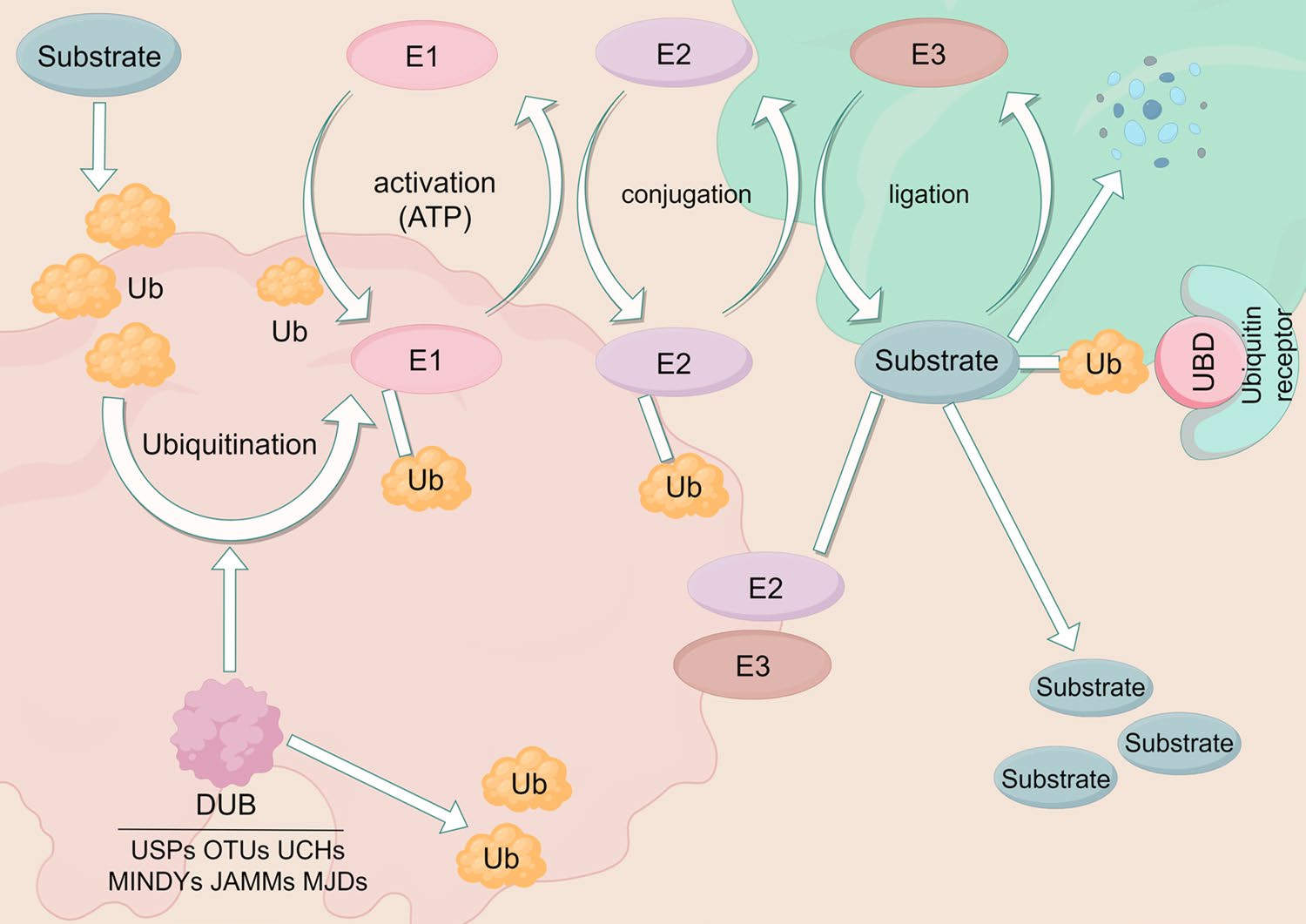 去泛素化专题|《Clinical and Experimental Medicine》解读：DUB酶在乳腺癌中的研究进展-公司新闻-厦门安提海 ...