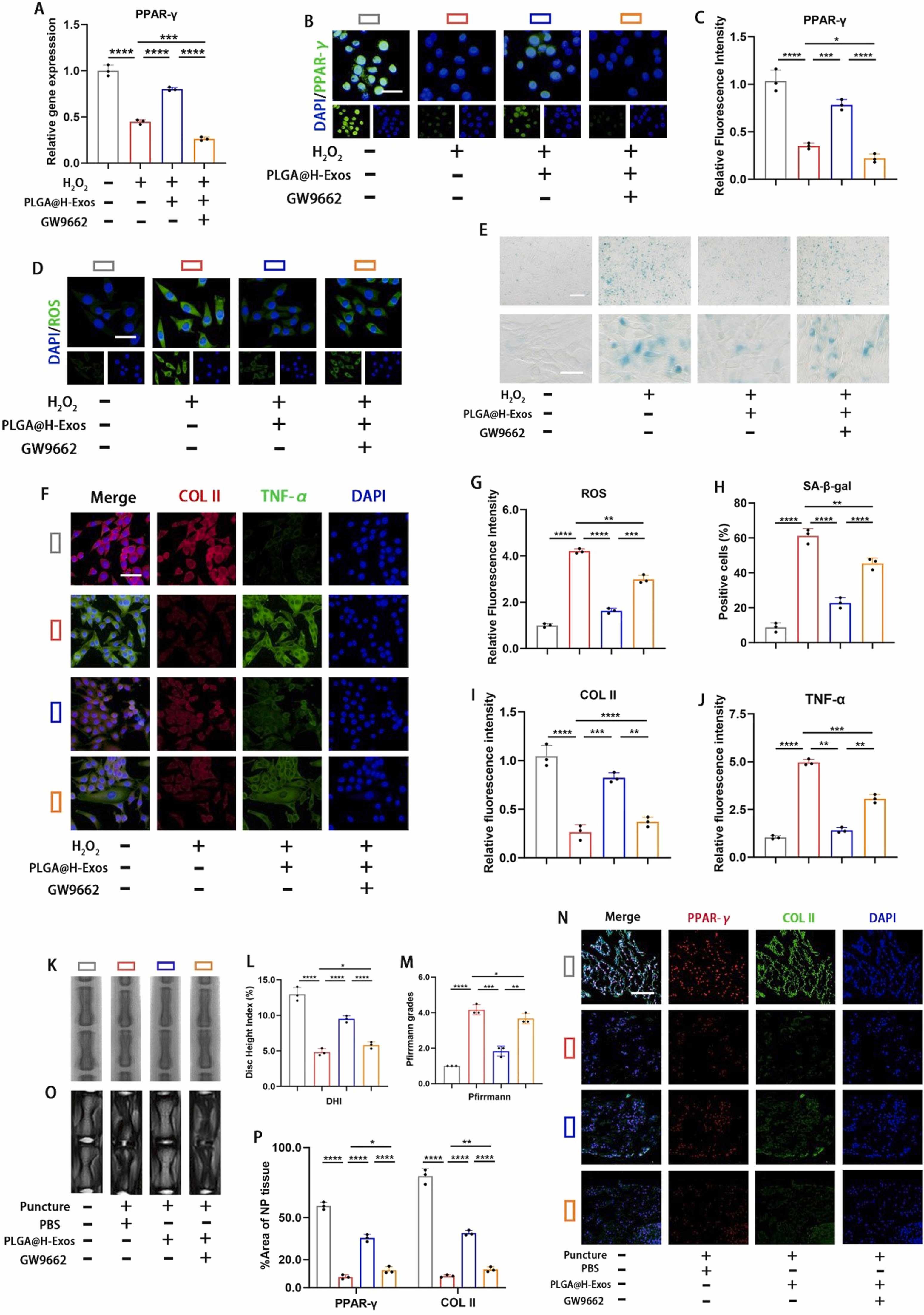 椎间盘退变“终结者”来了？PLGA@H-Exos激活PPAR-γ通路，从机制到动物实验一网打尽！ - 企业动态 - 丁香通