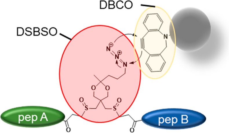 高分文章 “加速器”！细胞原位 XL-MS 如何破解蛋白互作研究难题？价格-丁香通