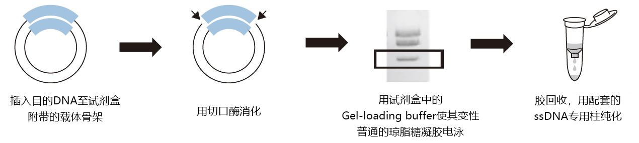 Long ssDNA Preparation Kit for 10kb 可制备长达 10 kb 的单链 DNA - 企业动态 - 丁香通