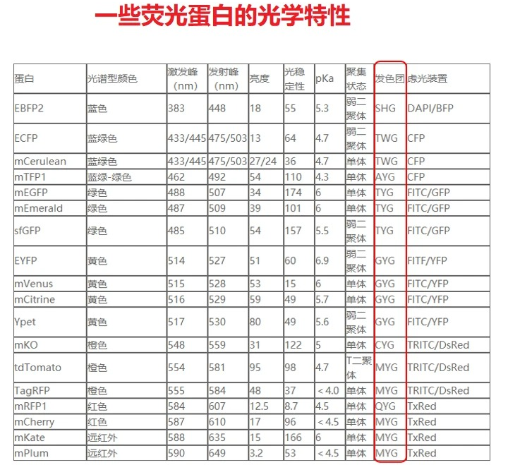 GFP\CFP\YFP\RFP-绿色荧光蛋白家族 | EnkiLIfe偶联标记