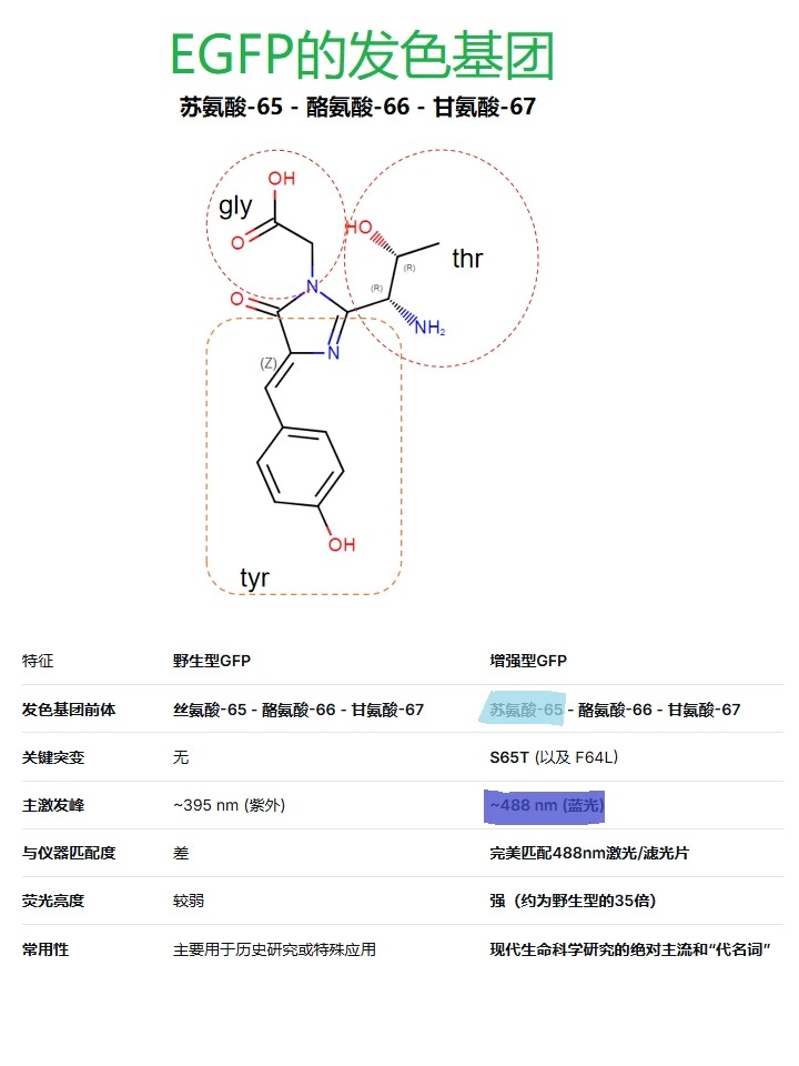 GFP\CFP\YFP\RFP-绿色荧光蛋白家族 | EnkiLIfe偶联标记