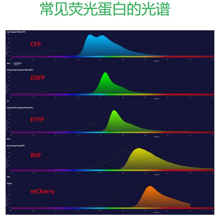 GFP\CFP\YFP\RFP-绿色荧光蛋白家族|EnkiLIfe偶联标记 - 企业动态 - 丁香通
