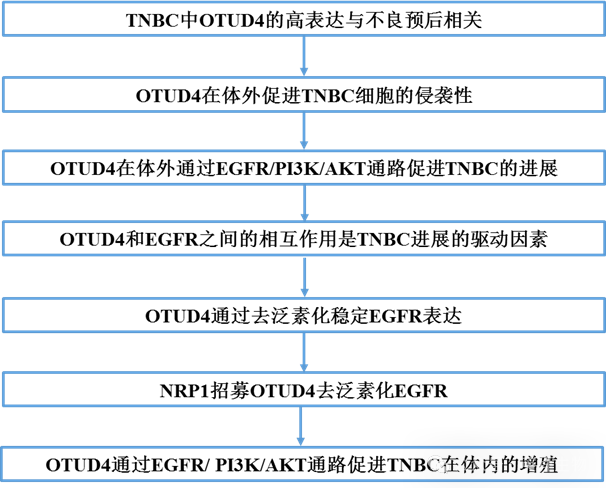 OTUD4去泛素化稳定EGFR并激活PI3K/AKT通路促进三阴性乳腺癌的侵袭