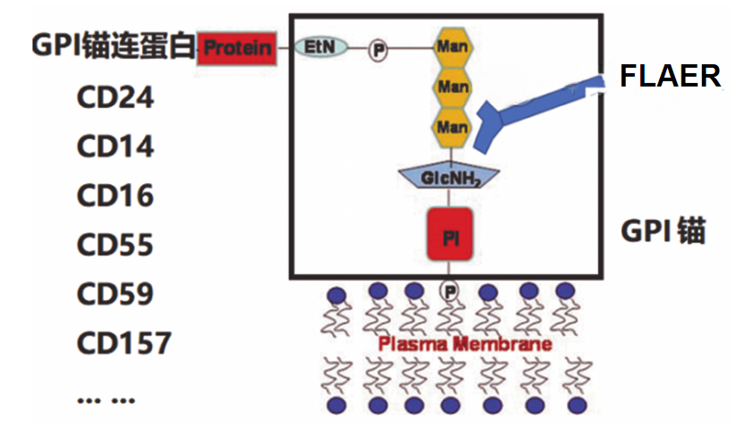 阵发性睡眠性血红蛋白尿