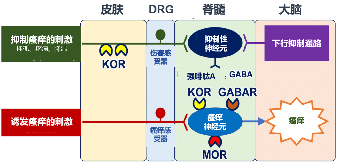 皮肤瘙痒症