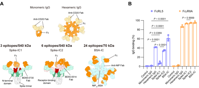 Sci Adv：北京大学肖俊宇团队揭示 FcRL5 受体识别 IgG 的分子机制 - 文献解读 - 丁香通
